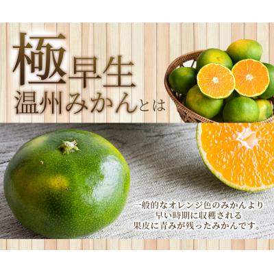 ふるさと納税 紀宝町 訳あり 極早生温州みかん 約4kg+傷み保証分200g 2S〜3Lサイズおまかせ【njb691】 : さとふる - 通販 - Yahoo!ショッピング