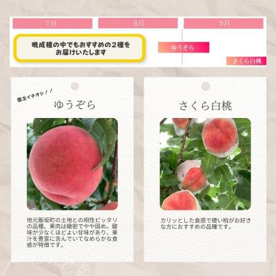 ふるさと納税 福島市 福島の桃だけ2種定期便(ゆうぞら・さくら白桃 各約2kg)【2024年発送】No.2918 :3203195:さとふる - 通販 - Yahoo!ショッピング
