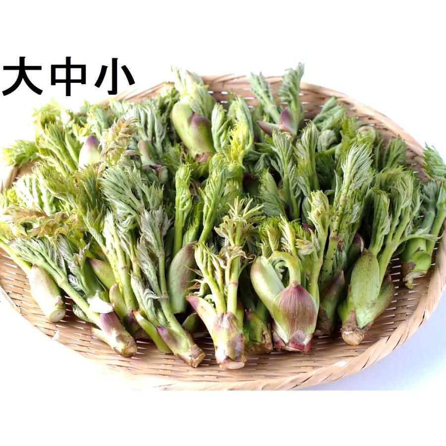 【発送中！】黒部産：天然たらの芽・タラの芽【混合サイズ】1,000g【クール便発送】 : 糸魚川翡翠姫川薬石専門店 薬石苑 - 通販 - Yahoo!ショッピング