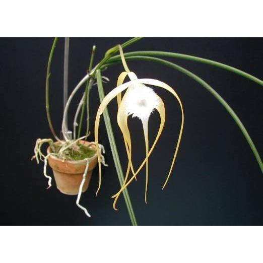 B.cucullata (キュキュラータ) BS ブラサボラ原種 : 山田蘭園 - 通販 - Yahoo!ショッピング