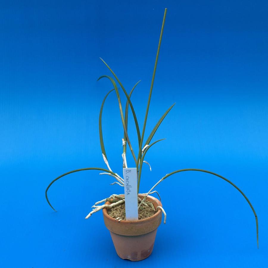 B.cucullata (キュキュラータ) BS ブラサボラ原種 : 山田蘭園 - 通販 - Yahoo!ショッピング