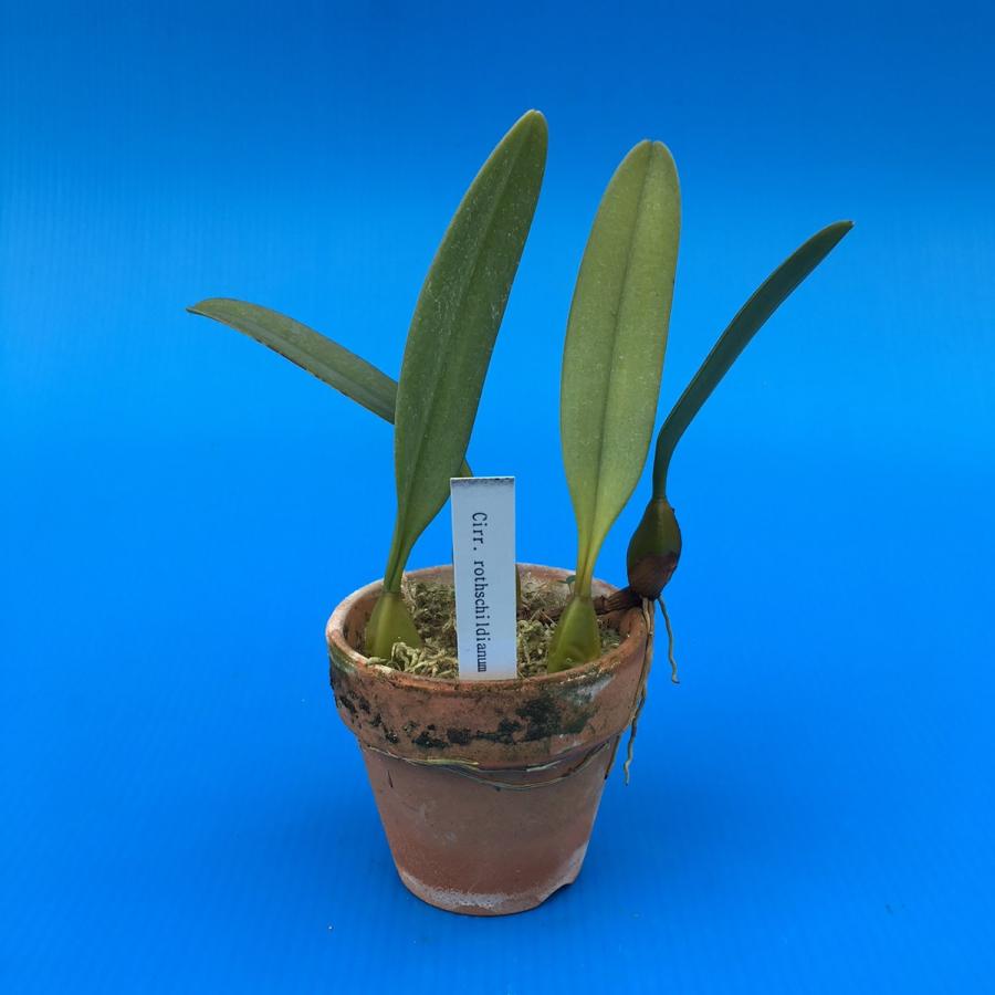 Bulb.rothschildianum (ロスチャイルディアナム) BS バルボフィラム原種 : 山田蘭園 - 通販 - Yahoo!ショッピング