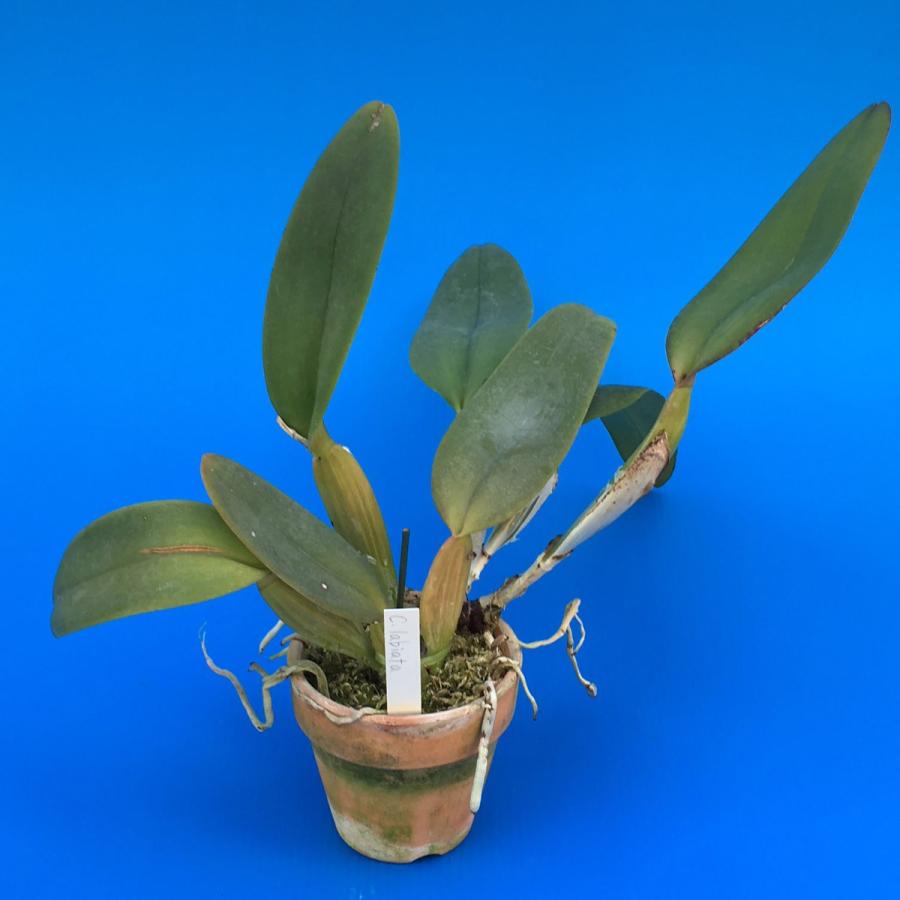 C.labiala (C.ラビアタ) BS 花なし株 カトレア原種 : 山田蘭園 - 通販 - Yahoo!ショッピング