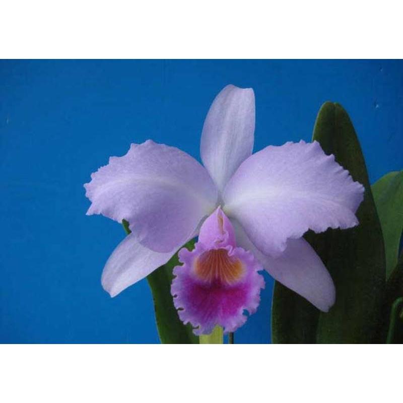 C.trianaei tipo ‘Victoria Castro’OG (C.トリアネィ チポ‘ビクトリア カストロ’) NBS 花なし株 ...