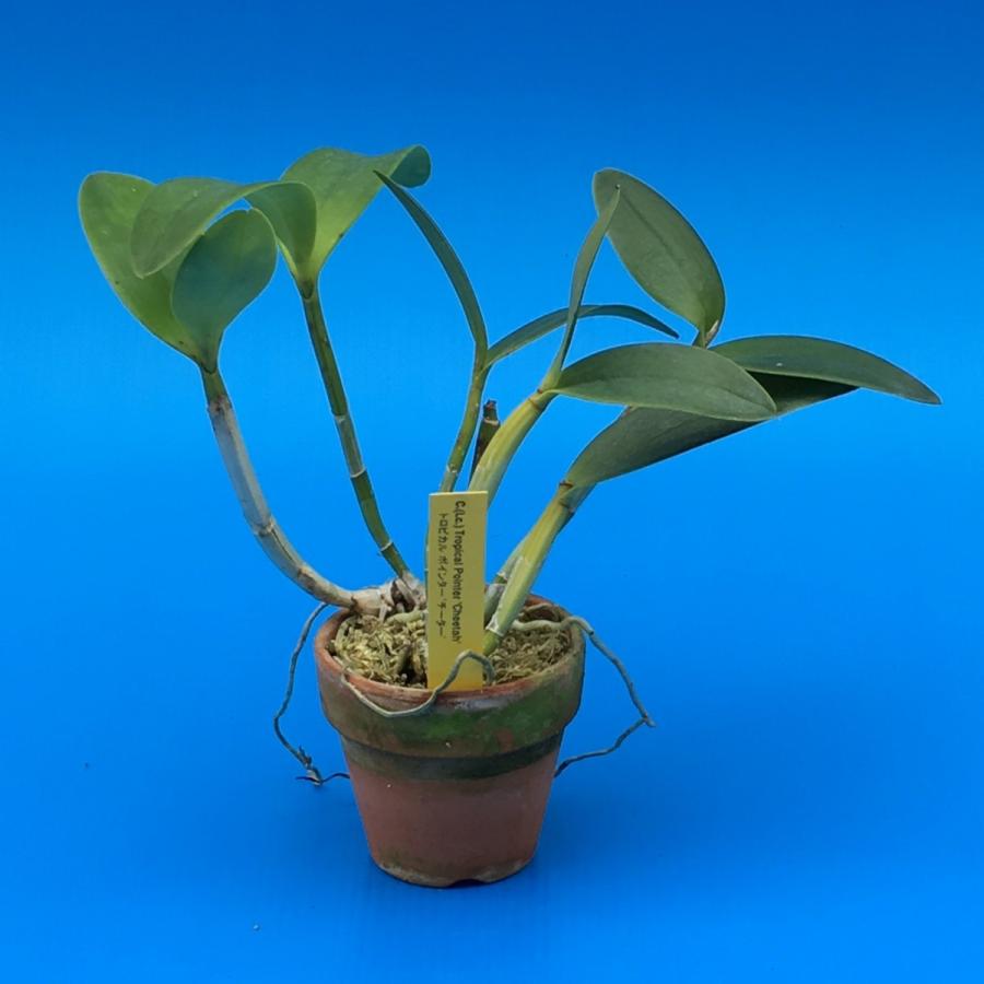 C.Tropical Pointer ‘Cheetah’(C.トロピカルポインター‘チータ’) BS カトレア交配種 : 山田蘭園 - 通販 - Yahoo!ショッピング