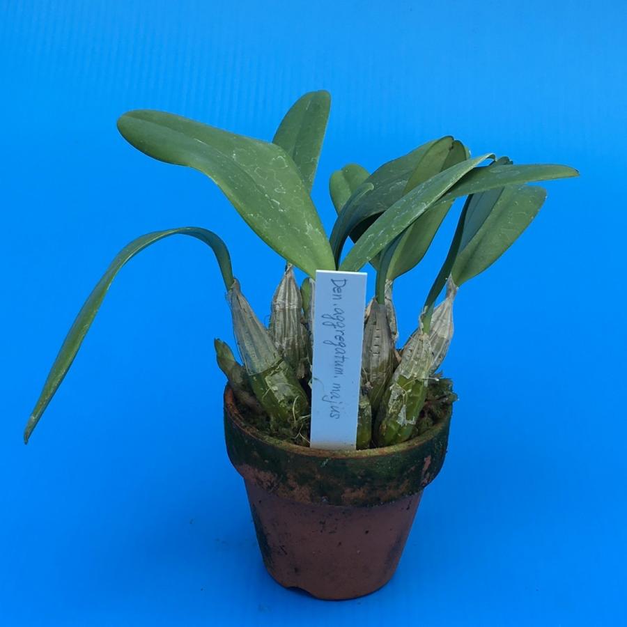 Den.aggregatum,majus (アグレガタム マジャス) BS 花なし株 デンドロビウム原種 : 山田蘭園 - 通販 ...