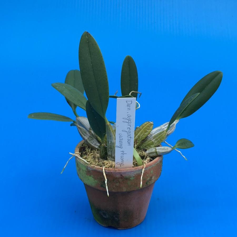 Den.aggregatum,uaeng thueng (アグレガタム ウェンツェン) BS 花なし株 デンドロビウム原種 : 山田蘭園 ...