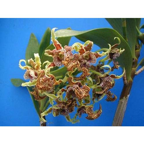 Den.spectabile (スペクタビレ) BS 花なし株 デンドロビウム原種 : 山田蘭園 - 通販 - Yahoo!ショッピング