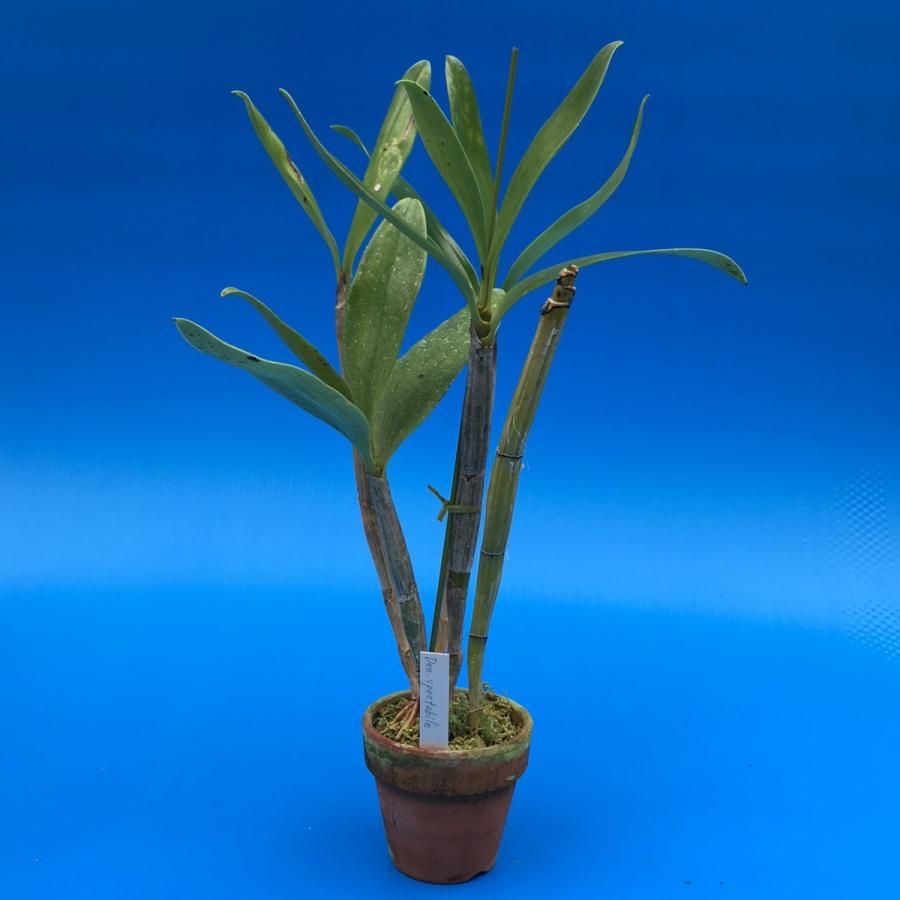 Den.spectabile (スペクタビレ) BS 花なし株 デンドロビウム原種 : 山田蘭園 - 通販 - Yahoo!ショッピング