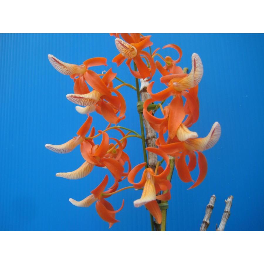 Den.unicum (ユニカム) BS 花なし株 デンドロビウム原種 : 山田蘭園 - 通販 - Yahoo!ショッピング