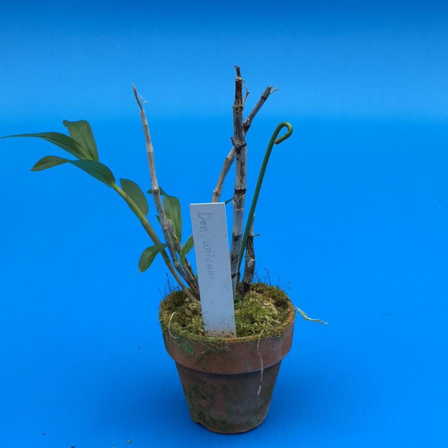 Den.unicum (ユニカム) BS 花なし株 デンドロビウム原種 : 山田蘭園 - 通販 - Yahoo!ショッピング