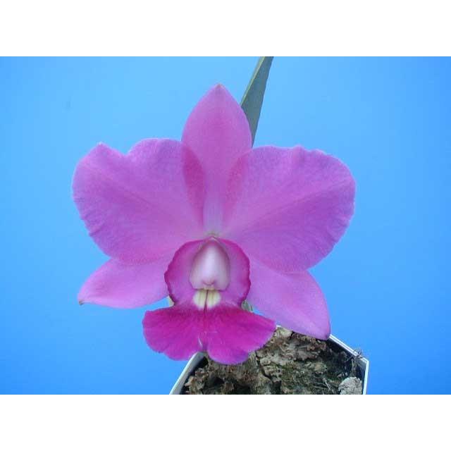 Lc.Aloha Case (Lc.アロハケース) BS 花なし株 ミニカトレア : 山田蘭園 - 通販 - Yahoo!ショッピング