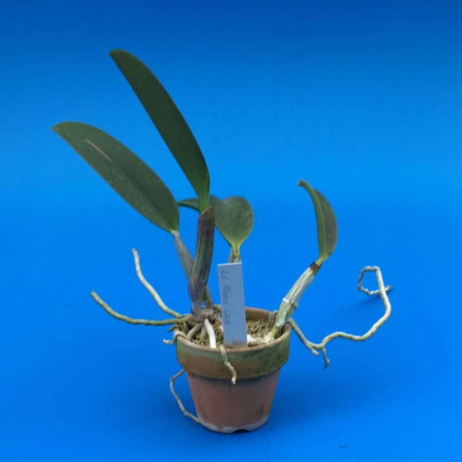 Lc.Aloha Case (Lc.アロハケース) BS 花なし株 ミニカトレア : 山田蘭園 - 通販 - Yahoo!ショッピング