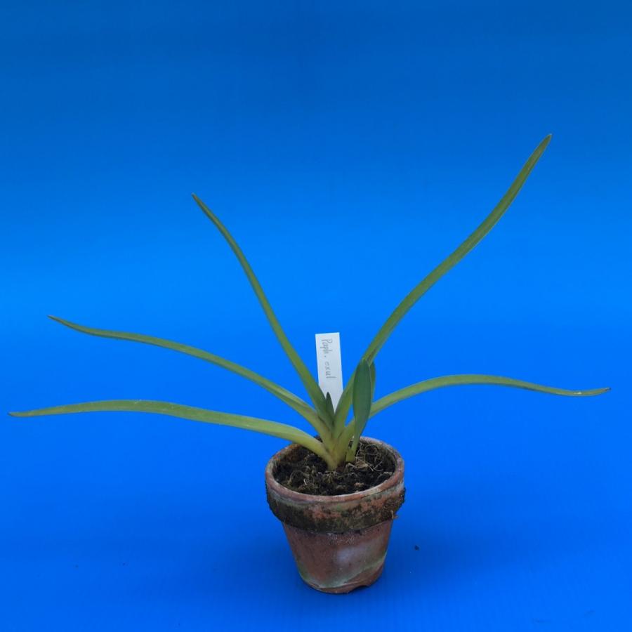 Paph.exul (エクサル) BS 花なし株 パフィオペディラム原種 : 山田蘭園 - 通販 - Yahoo!ショッピング