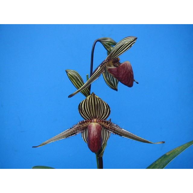 Paph.rothschildianum'Macrura Five Star' x 'Taranatula' (ロス Paph.rothschildianum'Macrura Five Star' x 'Taranatula' (ロス