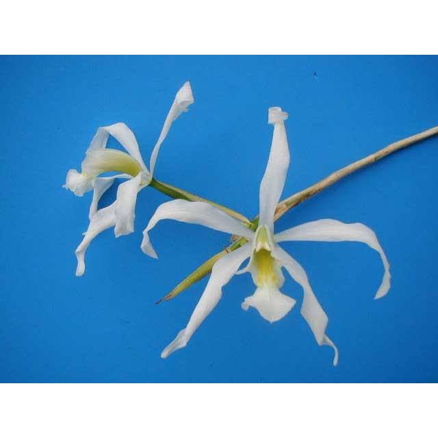 Schom.superbiens‘Don HubertCross’ (スーパービエンス‘ドンヒューバートクロス’) BS ションバーキア原種 ...