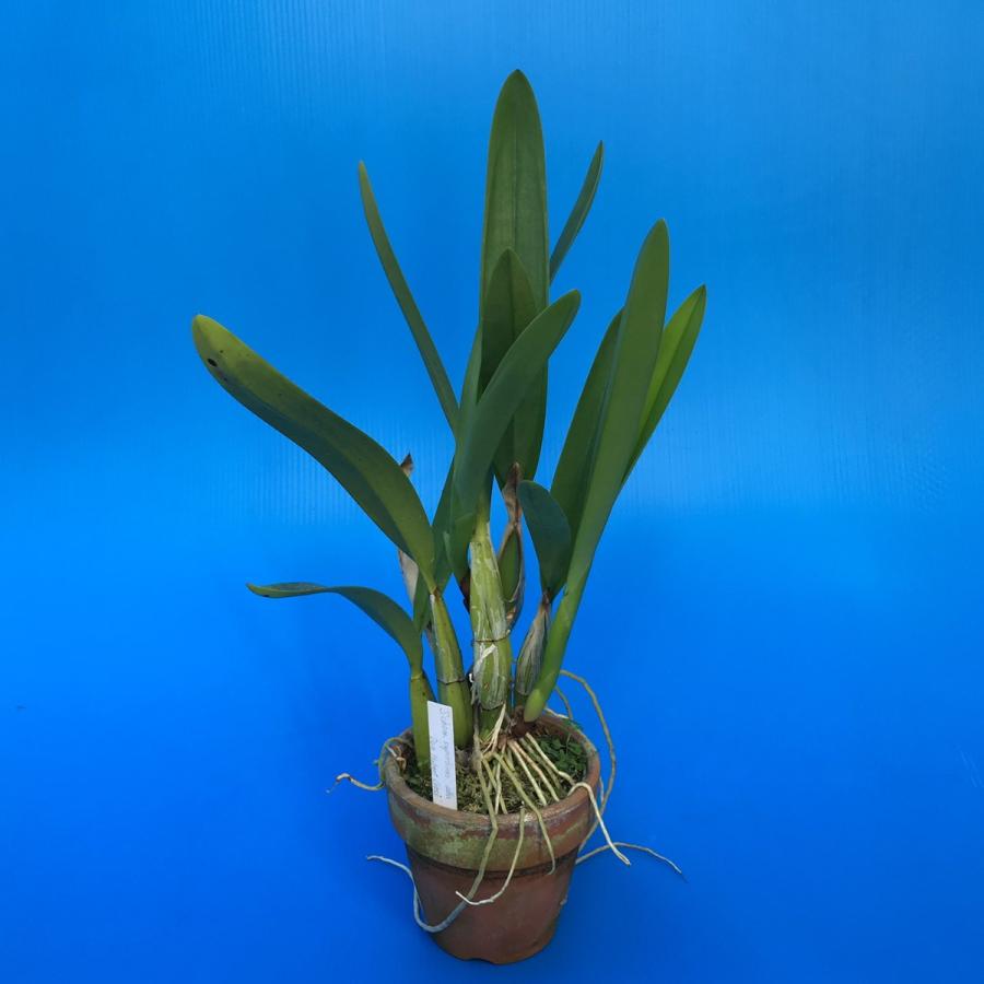 Schom.superbiens‘Don HubertCross’ (スーパービエンス‘ドンヒューバートクロス’) BS ションバーキア原種 ...
