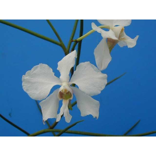 V.teres,alba (テレス アルバ) BS バンダ原種 : 山田蘭園 - 通販 - Yahoo!ショッピング