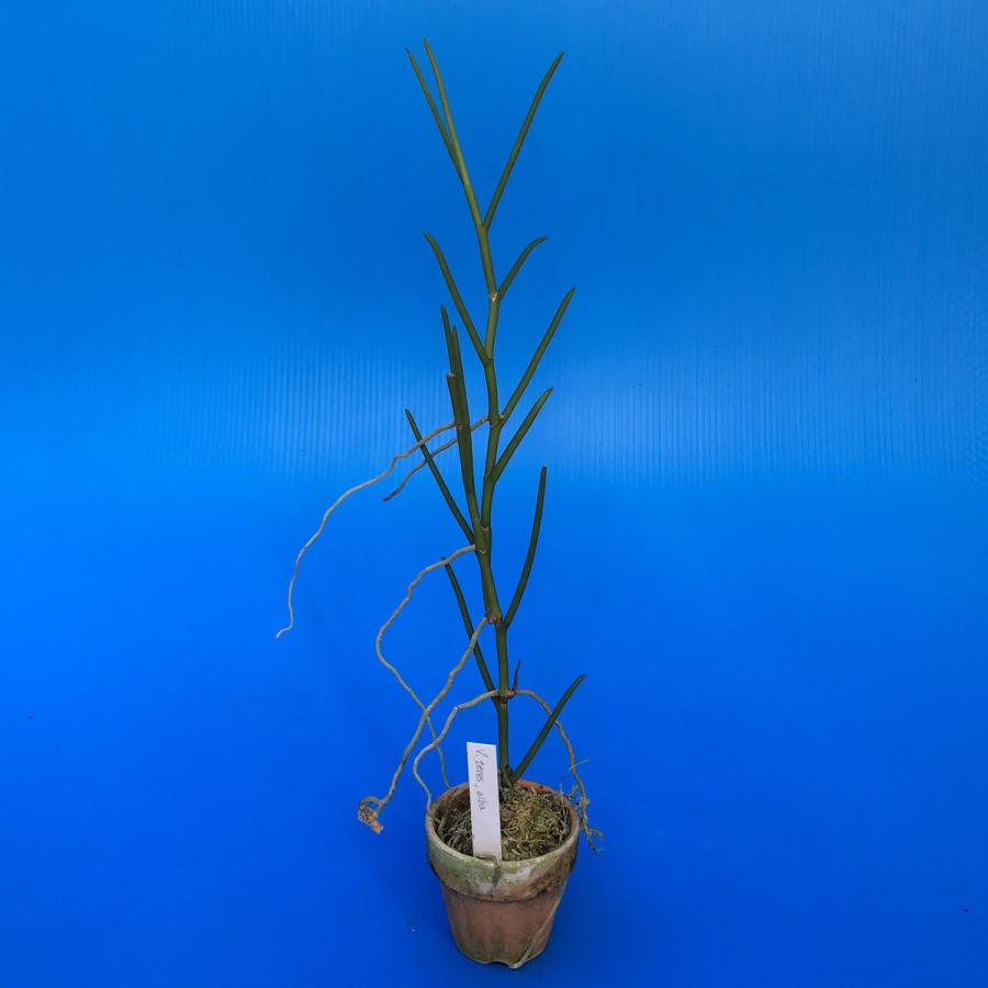 V.teres,alba (テレス アルバ) BS バンダ原種 : 山田蘭園 - 通販 - Yahoo!ショッピング