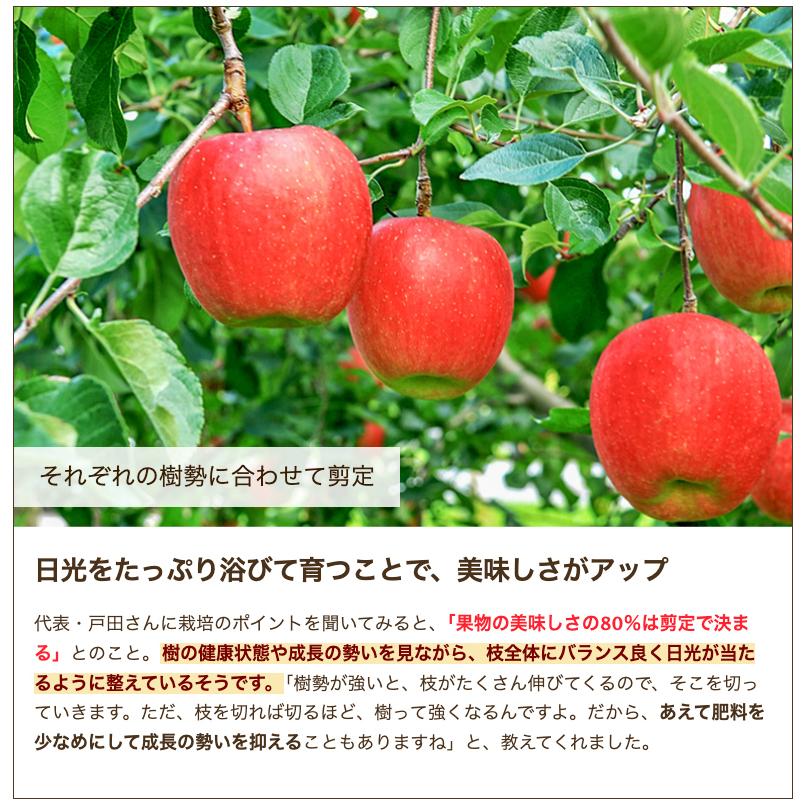【贈答用】山形県産りんご はるか 5kg（14〜18玉）※玉数の指定はお受けできません/戸田農園/後払い決済不可/送料無料 : 山形直送計画 Yahoo!ショッピング店 - 通販 ...