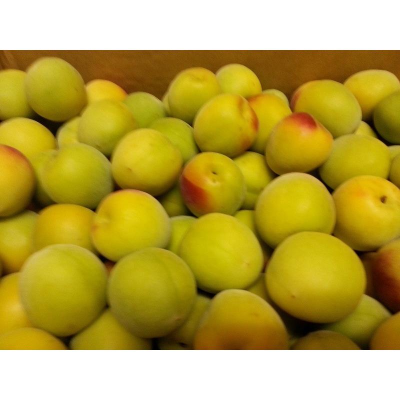 完熟九州産南高梅 3L・2Lサイズ 1kg : 山本商店ヤフー店 - 通販 - Yahoo!ショッピング