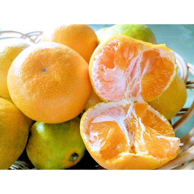 温州みかん 小粒 SS(2S)サイズ 5kg 和歌山産 送料無料 濃厚小玉みかん : 紀州田舎の小さな八百屋さん - 通販 - Yahoo!ショッピング