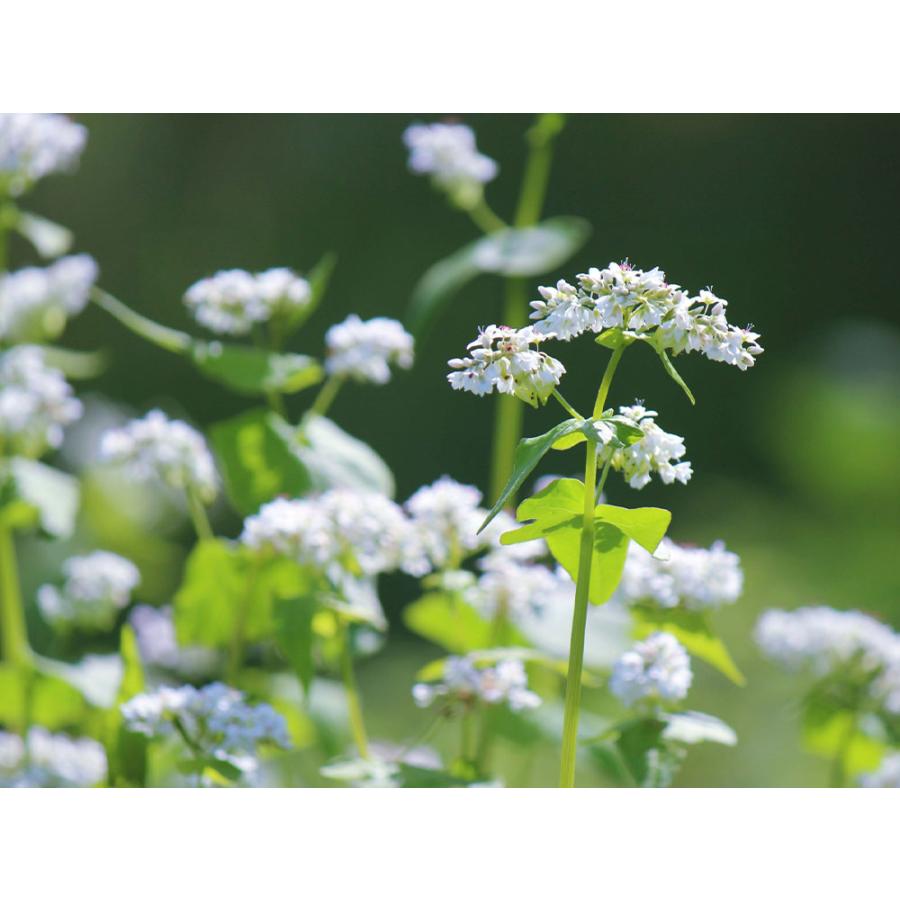 ソバ はちみつ 170g : 安士養蜂園 - 通販 - Yahoo!ショッピング