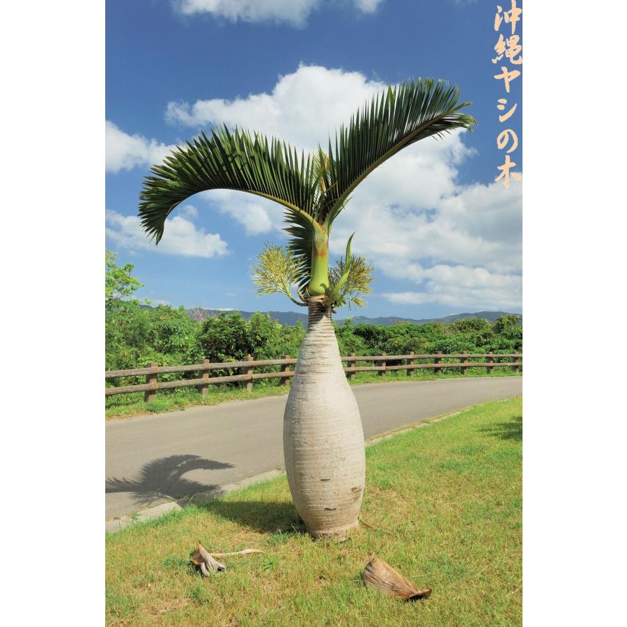 トックリヤシの種子 3粒 送料無料 : 沖縄ヤシの木 - 通販 トックリヤシの種子 3粒 送料無料 : 沖縄ヤシの木 - 通販