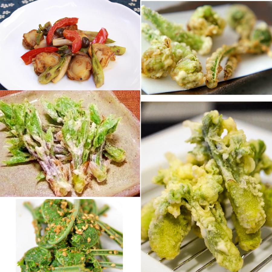 【クール】[新潟魚沼産] 豪雪地帯天然山菜4種詰合せ「コシアブラ・たらの芽・こごみ・ふきのとう」計約550g【発送】4月中旬より :n230207k192:YN-shopダイレクト - 通販 ...