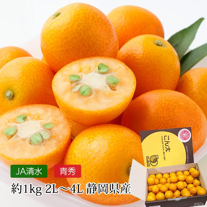 完熟きんかん 静岡県産 こん太 青秀 約1kg 2L〜4Lサイズ : f-0302 : 産直プレミアム - 通販 - Yahoo!ショッピング