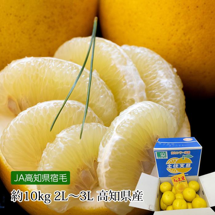 みかん 高知県産 土佐文旦 約10kg 2L〜3Lサイズ 18〜21玉 : f-0659 : 産直プレミアム - 通販 - Yahoo!ショッピング