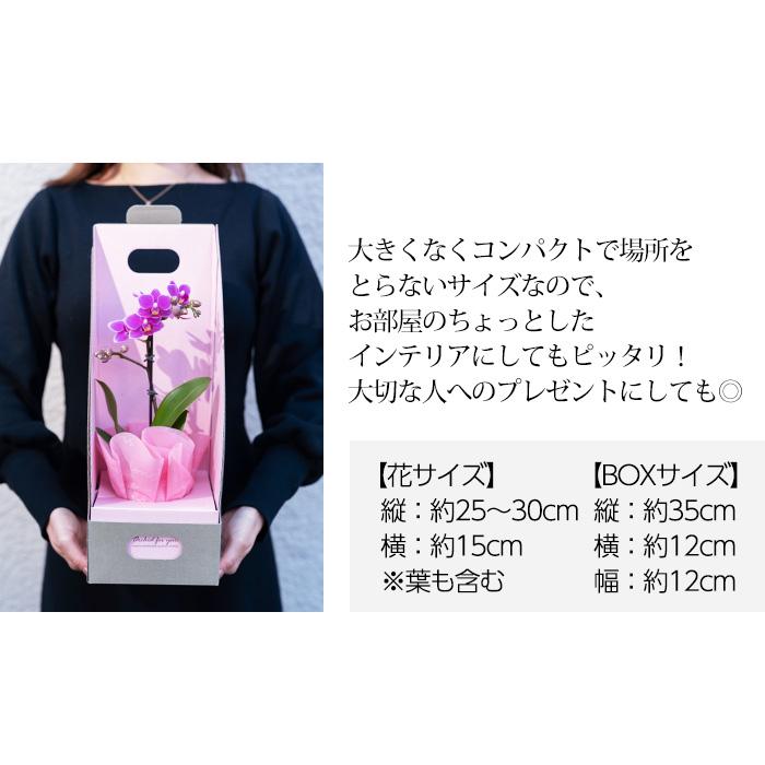 胡蝶蘭 マイクロ胡蝶蘭 1本立 2.5号 2WAYBOX ギフトBOX入 : 産直 胡蝶蘭 マイクロ胡蝶蘭 1本立 2.5号 2WAYBOX ギフトBOX入 : 産直