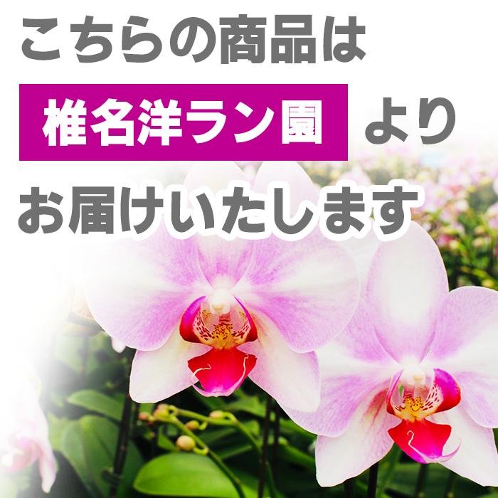 胡蝶蘭 テーブル胡蝶蘭 1本立 3号 2WAYBOX ギフトBOX入 : 産直プレミアム - 通販 - Yahoo!ショッピング