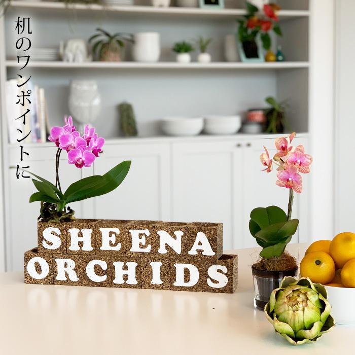 胡蝶蘭 テーブル胡蝶蘭 1本立 3号 2WAYBOX ギフトBOX入 : 産直プレミアム - 通販 - Yahoo!ショッピング