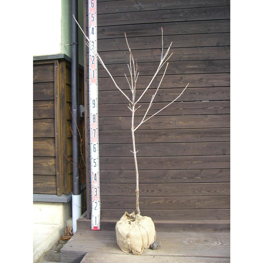 紅花 ヤマボウシ (サトミ) : 228624 : 横の植木屋さん - 通販 - Yahoo!ショッピング