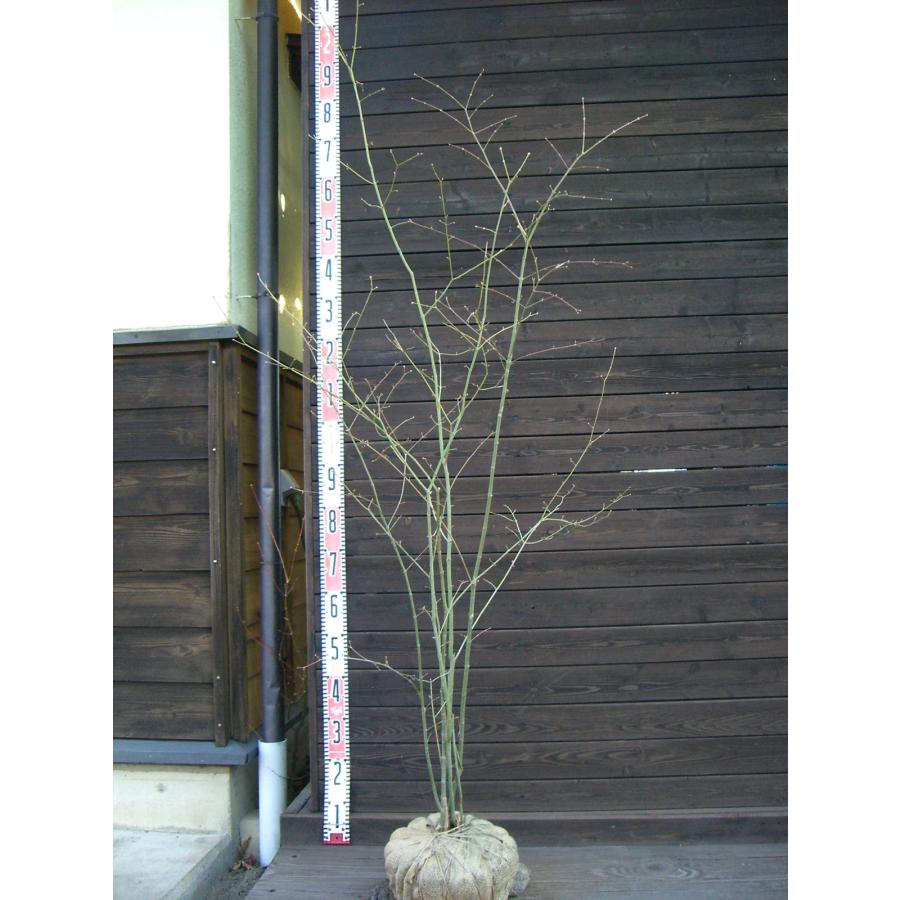 ヤマモミジ 大株立 : 230825 : 横の植木屋さん - 通販 - Yahoo!ショッピング