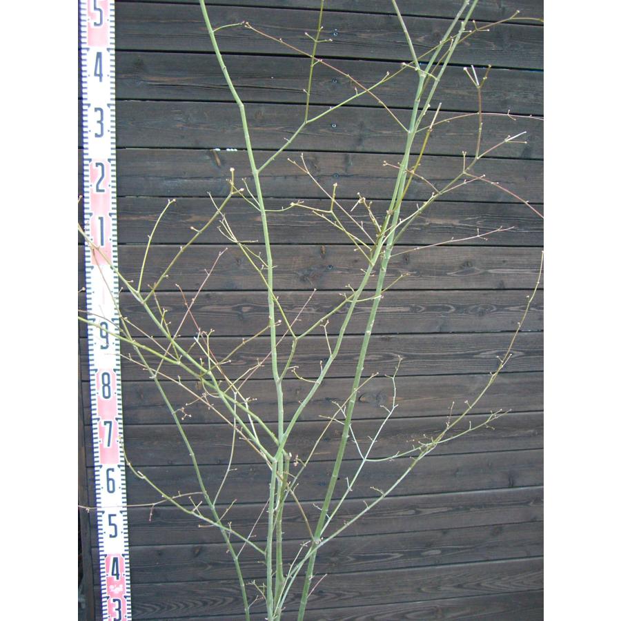 ヤマモミジ 大株立 : 230825 : 横の植木屋さん - 通販 - Yahoo!ショッピング