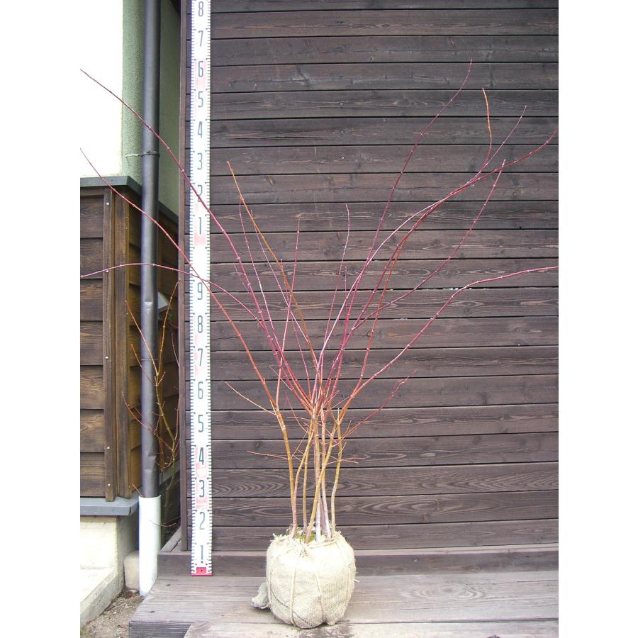 イロハモミジ 大株立 : 横の植木屋さん - 通販 - Yahoo!ショッピング