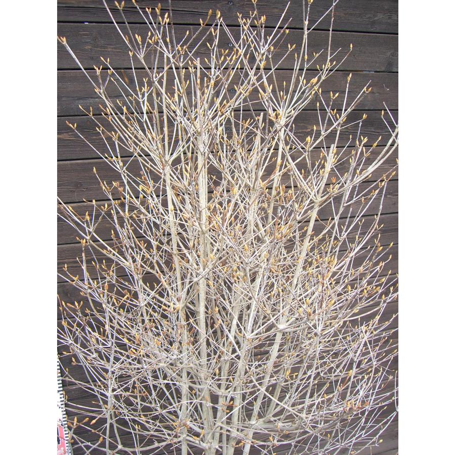 ドウダンツツジ 大株 : 横の植木屋さん - 通販 - Yahoo!ショッピング