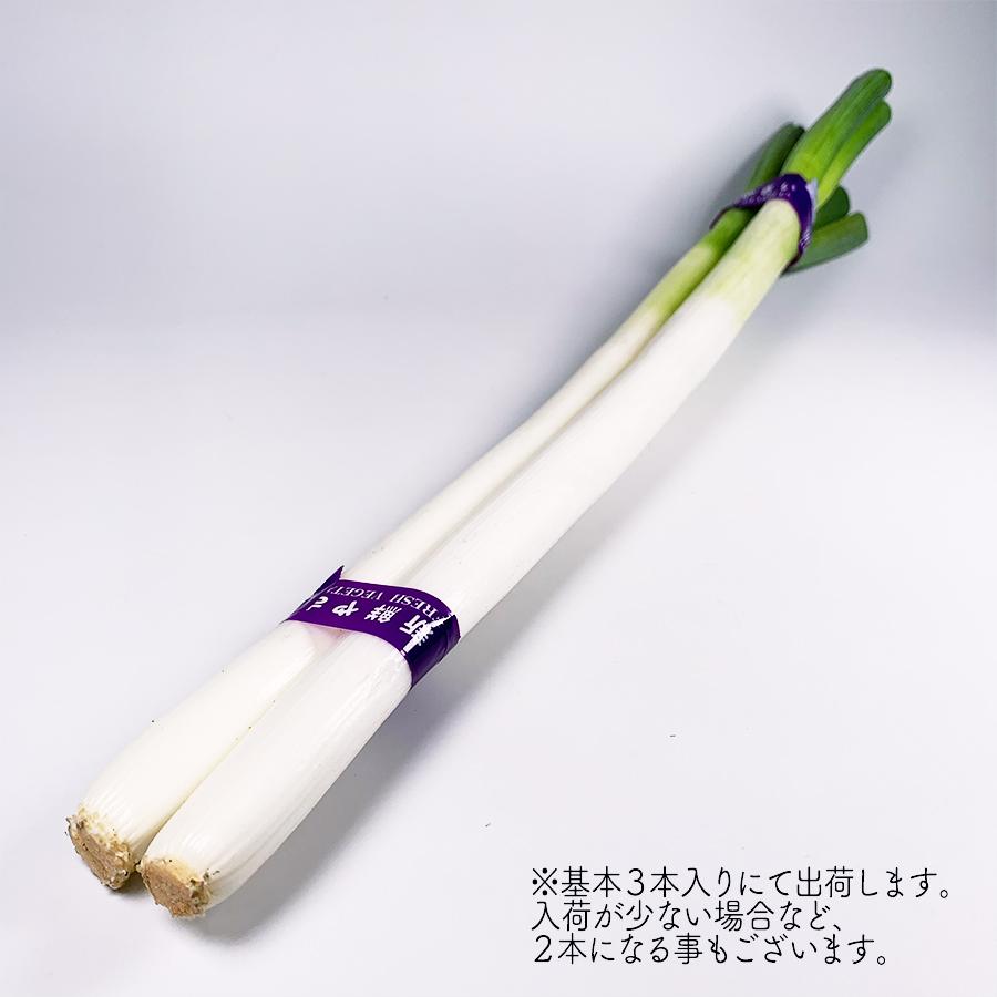 ネギ 単品 : 夜の八百屋さん - 通販 - Yahoo!ショッピング