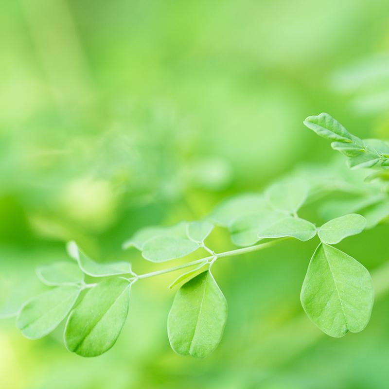 モリンガパウダー 国産 50g 無農薬 宮崎県産 オーガニック お試し 有機JAS認証 モリンガ 粉末 スーパーフード 無農薬 無化学肥料 :moringa10:吉原C.ファーム - 通販 ...