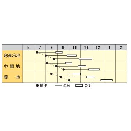 野菜種子 京ざくら大根 1.7ml 【紫大根】【作りやすい】 : 吉谷農芸Yahoo!店 - 通販 - Yahoo!ショッピング