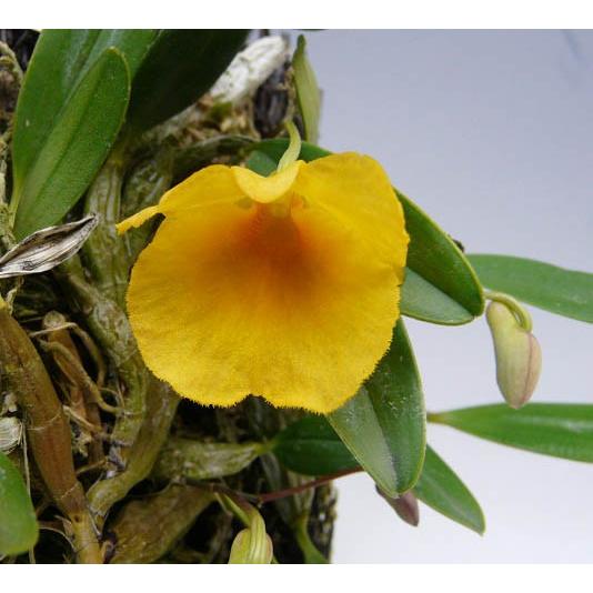 デンドロビューム アグレガタム ジェンケンシーDen.aggregatum var. jenkensii【花なし株】【原種】【耐寒性 ...