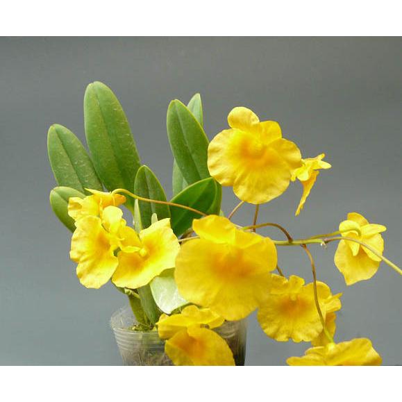 【花なし株】 デンドロビューム アグレガタム Den.aggregatum 原種 3号鉢 15cm 開花サイズ(BS) : スズキラン園 ...