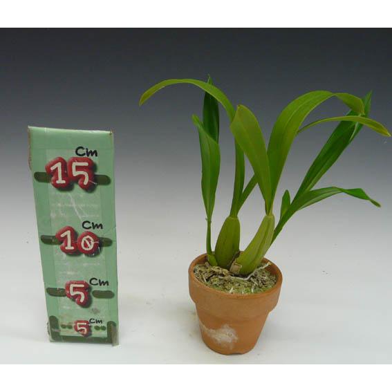 【花なし株】 オンシデサ アロハイワナガ Oncsa.(Onc.)Aloha Iwanaga 交配種 3号鉢 25cm 開花サイズ(BS ...