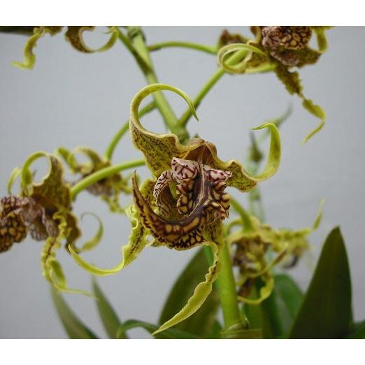 【花なし株】 デンドロビューム スペクタビール Den.spectabile 原種 3号鉢 25cm 2作開花サイズ(2BS) : スズキラン ...