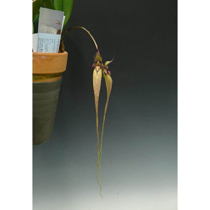 【花なし株】 シルホペタラム ファスシネーション ‘コスモワン’ Cirr.(Bulb.)fascination ‘Cosmo One ...