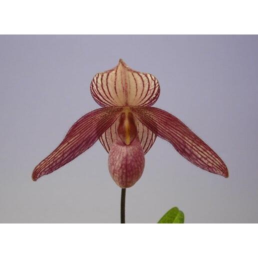 【花なし株】 パフィオペディラム デルロージー Paph.Delrosi 交配種 3号鉢 25cm 開花サイズ(BS) : スズキラン園 ...