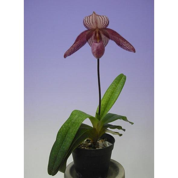 【花なし株】 パフィオペディラム デルロージー Paph.Delrosi 交配種 3号鉢 25cm 開花サイズ(BS) : スズキラン園 ...
