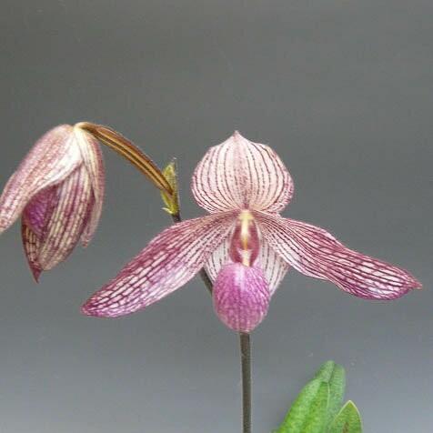 【花なし株】 パフィオペディラム デルロージー Paph.Delrosi 交配種 3号鉢 25cm 開花サイズ(BS) :1501:スズキラン ...